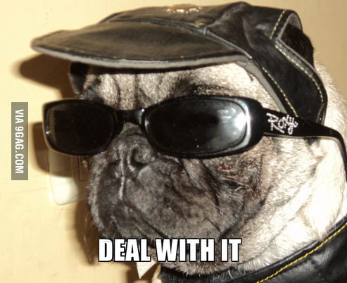 Badass pug! - 9GAG