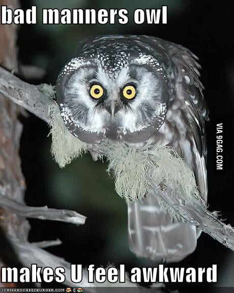 Awkward Owl - 9GAG