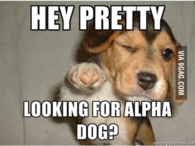 Pick Up Line Dog - 9GAG