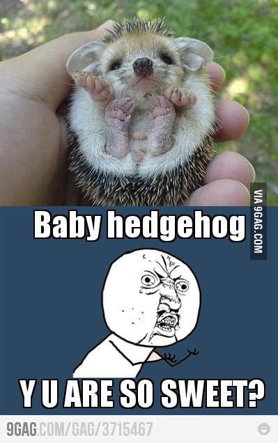 Y U ARE SO SWEET? - 9GAG