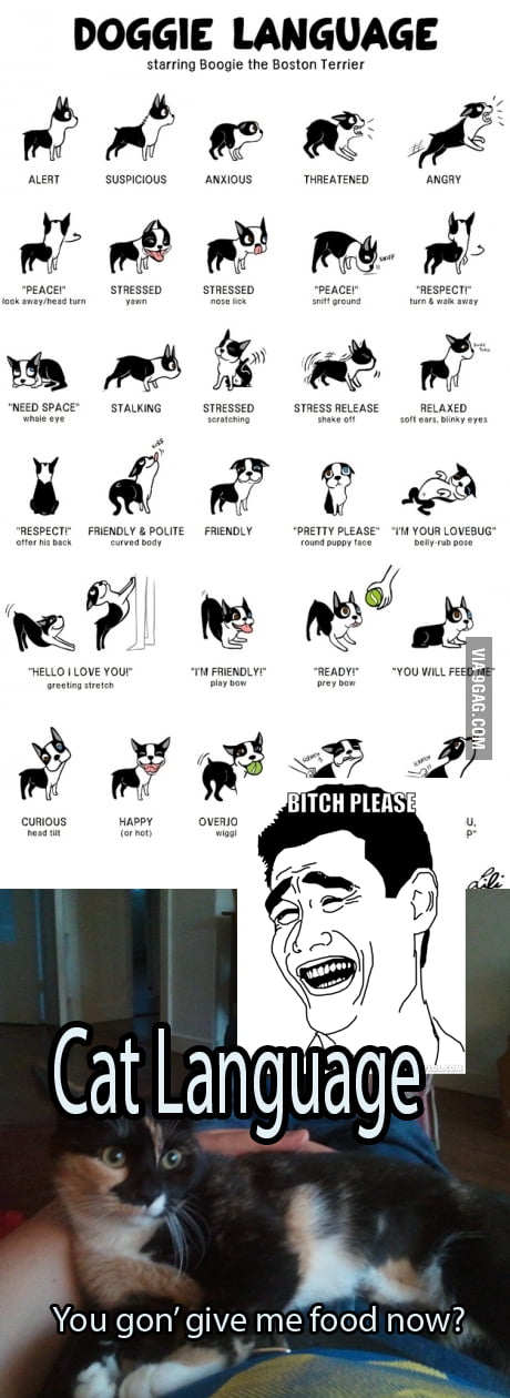 Cat language - 9GAG