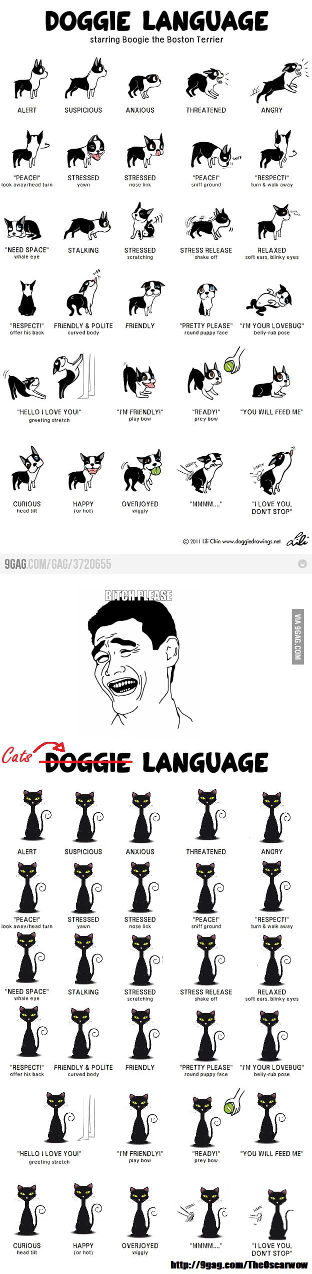 Doggie Language B**ch Please Cats Language - 9GAG