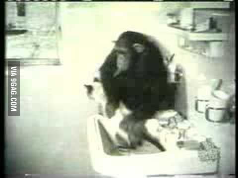 A monkey washing a cat - 9GAG