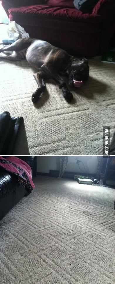 The 'you are about to make a mistake dog' after - 9GAG
