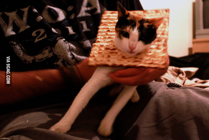 Breading cats, passover edition - 9GAG