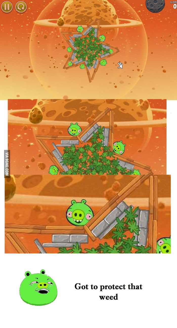 Pigs are high as f**k hiding birds weed and s**t - 9GAG