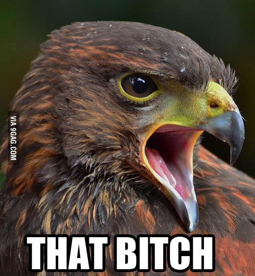 She's using the same feathers... - 9GAG