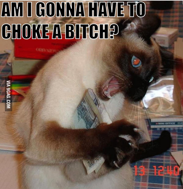 Pimp cat - 9GAG