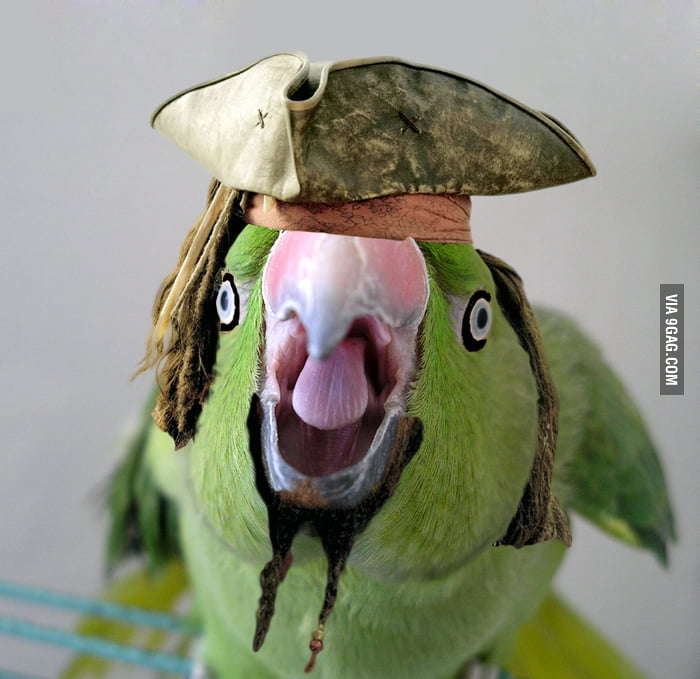 Jack is parrot! - 9GAG