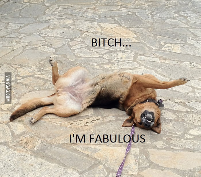 A Fabulous B Tch 9gag