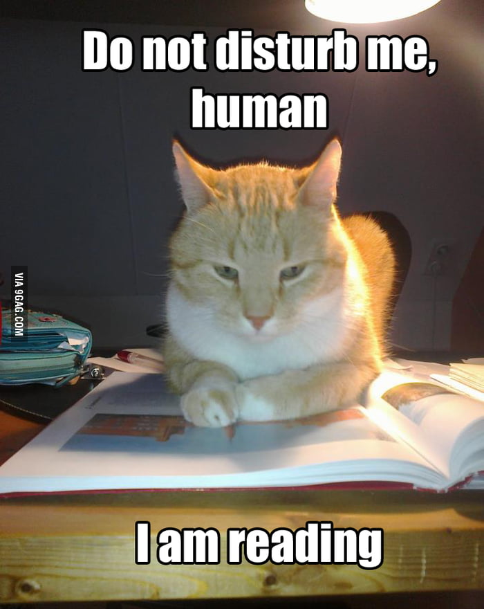 Intellectual cat - 9GAG