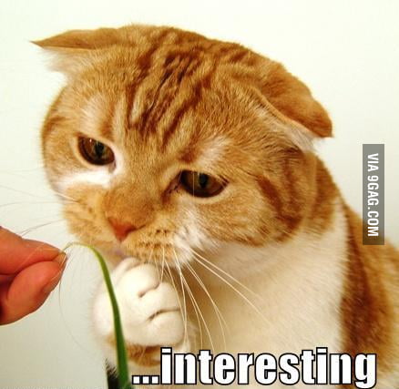 Interested cat is interested - 9GAG