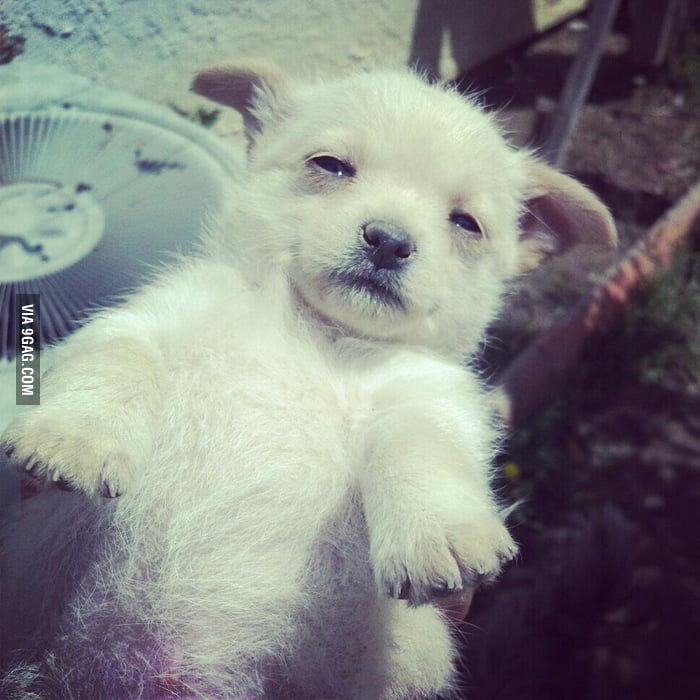 High Puppy is High - 9GAG