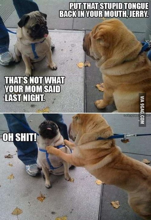 Troll dog - 9GAG