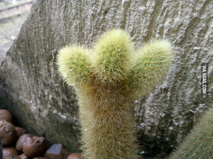 I am a cactus! - 9GAG