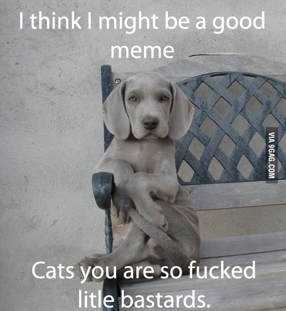 Condescending dog is condescending. - 9GAG