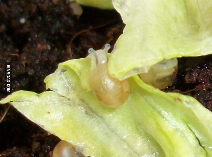 Just a cute little Helix Aperta Baby - 9GAG