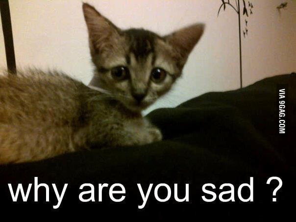 Kitty cat loves - 9GAG