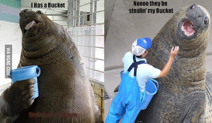 Sad walrus is sad - 9GAG