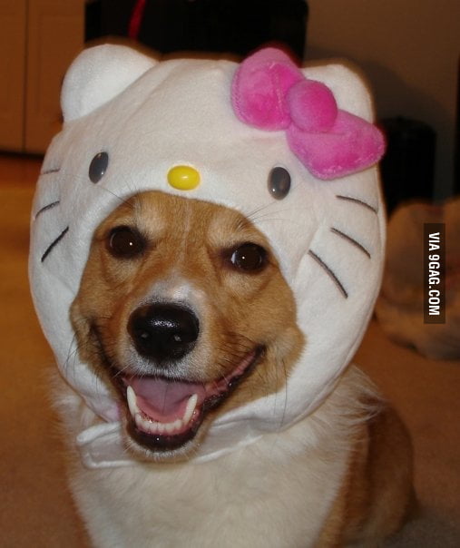 Hello Kitty Dog - 9GAG