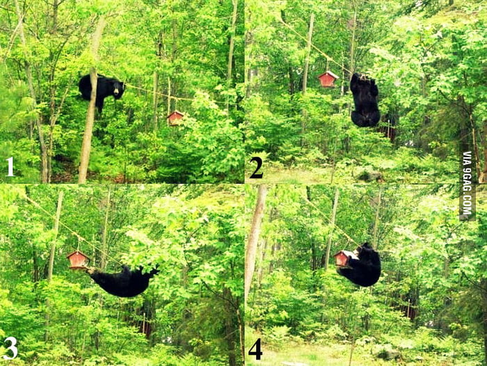 Bear wanna see Birdie!!! - 9GAG