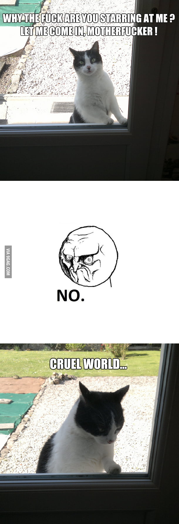 Angry Outdoor Cat - 9GAG