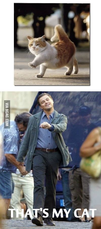 Strutting Cat - 9GAG