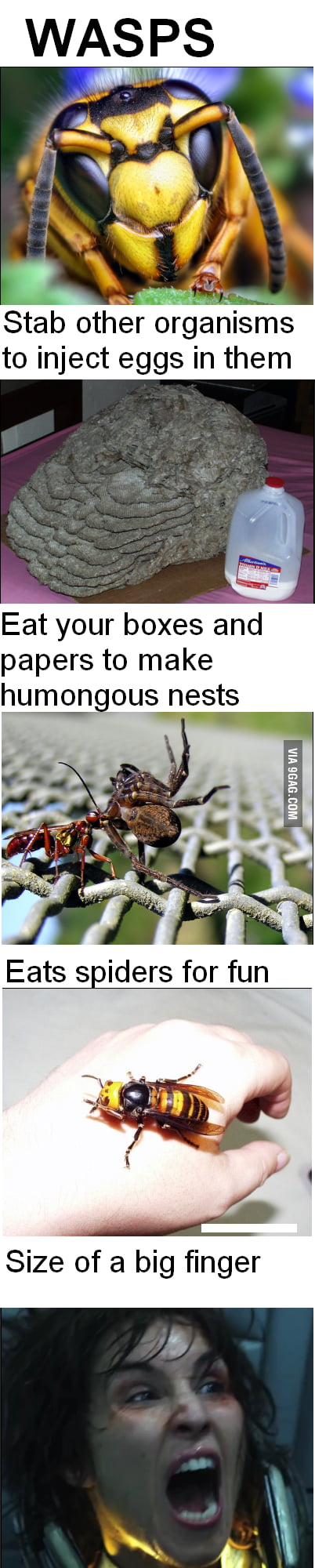 A very common insect - 9GAG