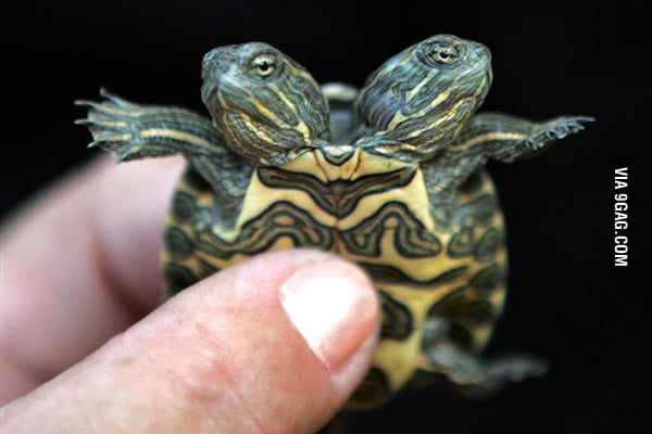 Just baby siamese twins turtles - 9GAG