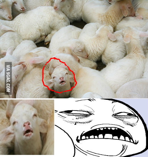That one sheep. - 9GAG