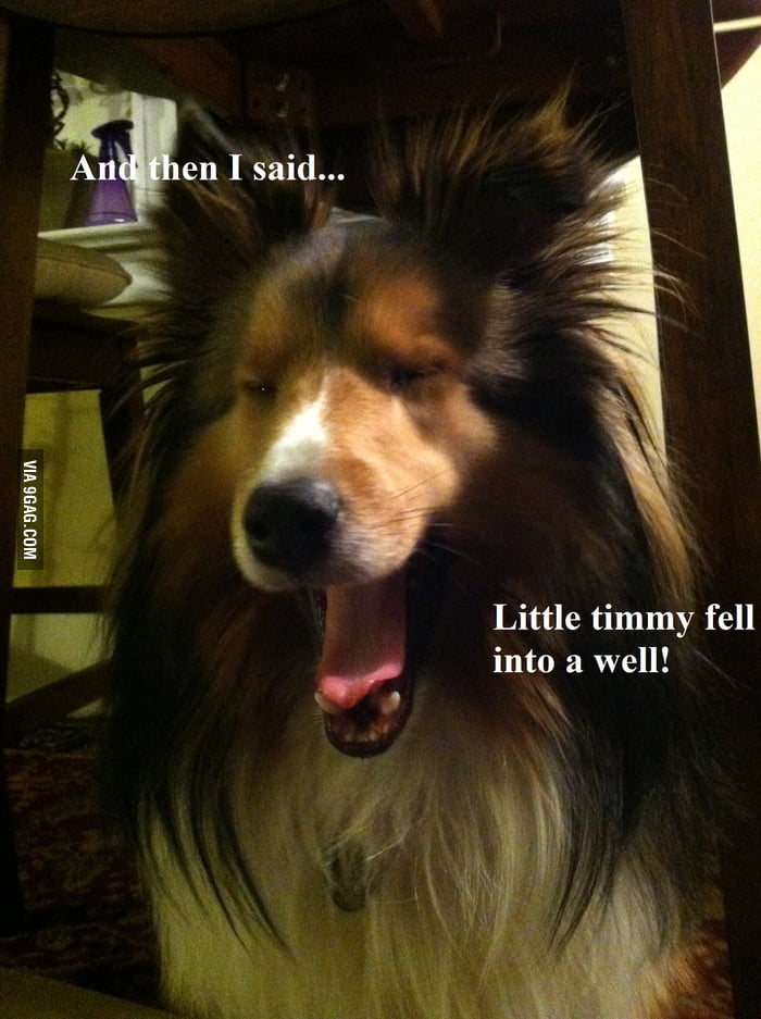 Deceitful Lassie 9gag
