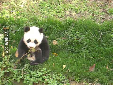 Baby Panda Rides the Rocking Horse - 9GAG