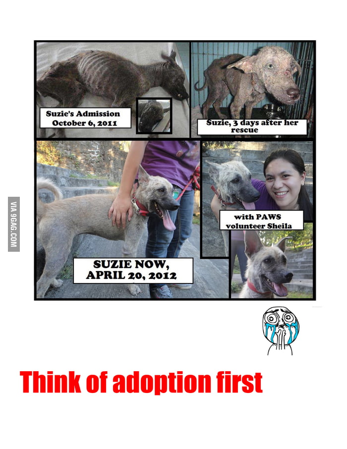 Faith in animal welfare restored - 9GAG