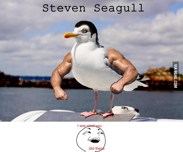 You can call me Seagull, Steven Seagull! - 9GAG