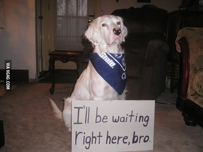 Sad puppy - brother goes to Penn State - 9GAG