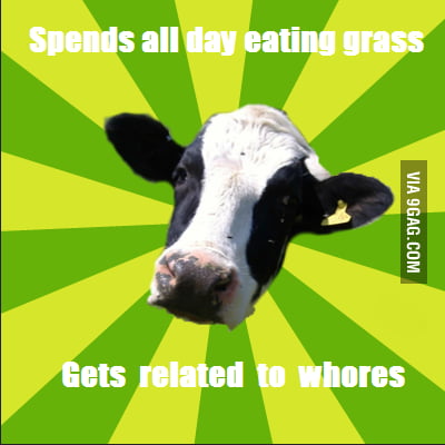 Extremely Offended Cow - 9GAG