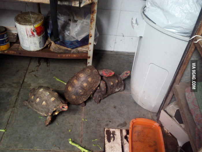 Forever alone lv: Turtle - 9GAG