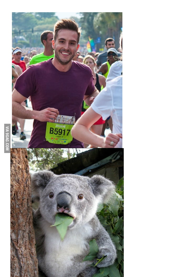 Epic koala reaction is epic - 9GAG