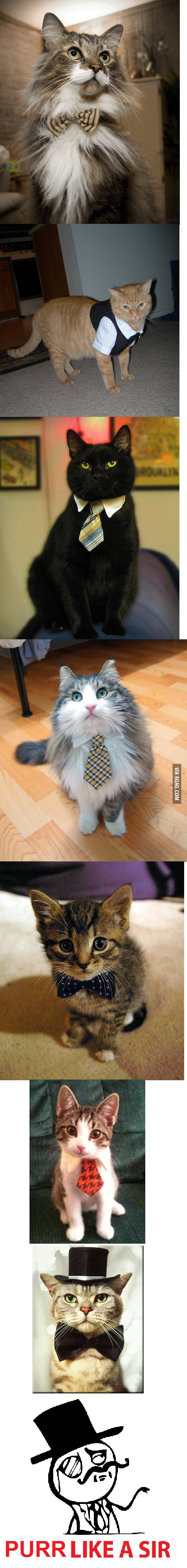 Classy cats 2 - 9GAG