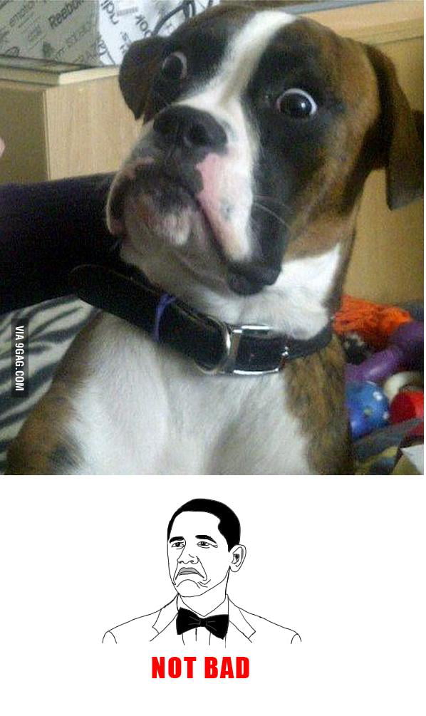 Dog Obama - 9GAG