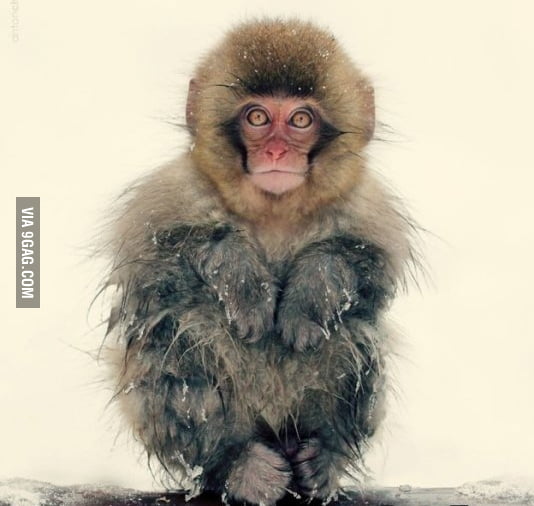 Freezing monkey is Freezing. - 9GAG
