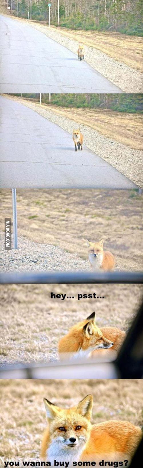 Drug dealing fox!!!! - 9GAG