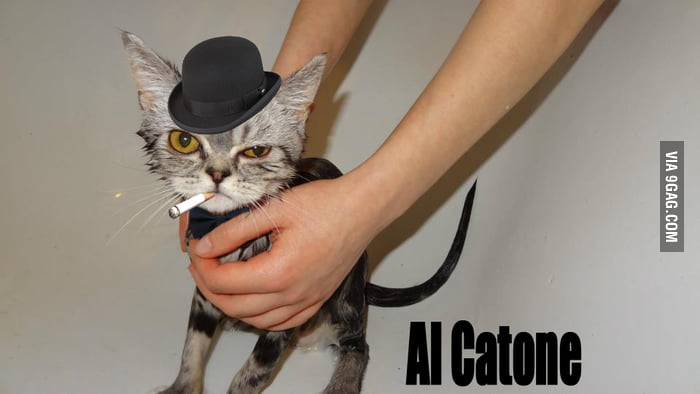 Al Catone - 9GAG