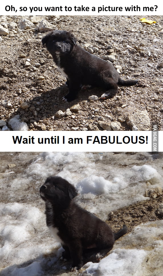 Fabulous dog - 9GAG