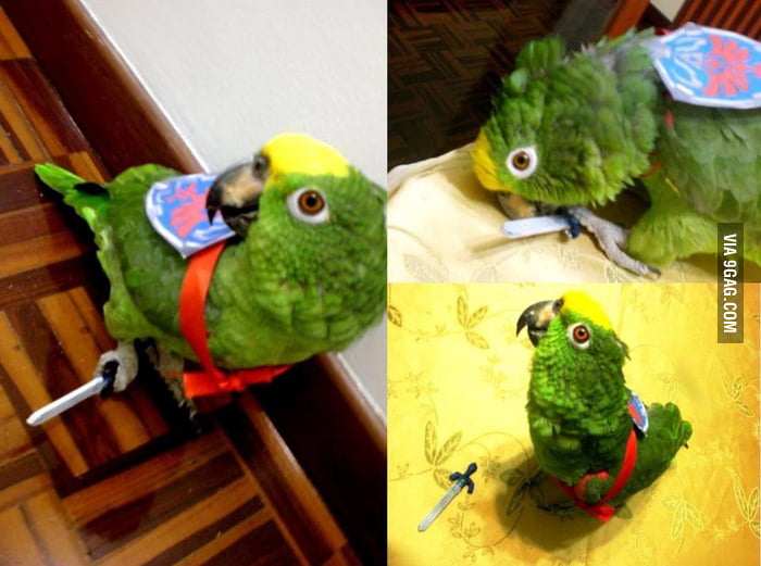 Parrot Link is going to save the day - 9GAG