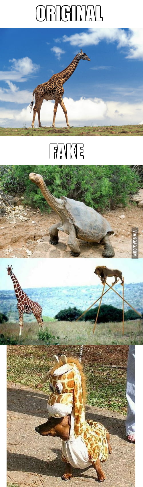Like a G - raffe - 9GAG