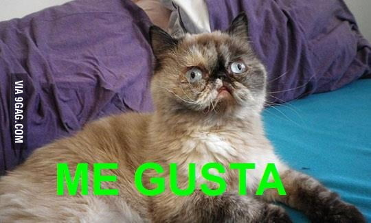 Just the Me gusta cat... - 9GAG