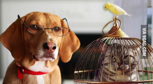 Clever Animals - 9GAG