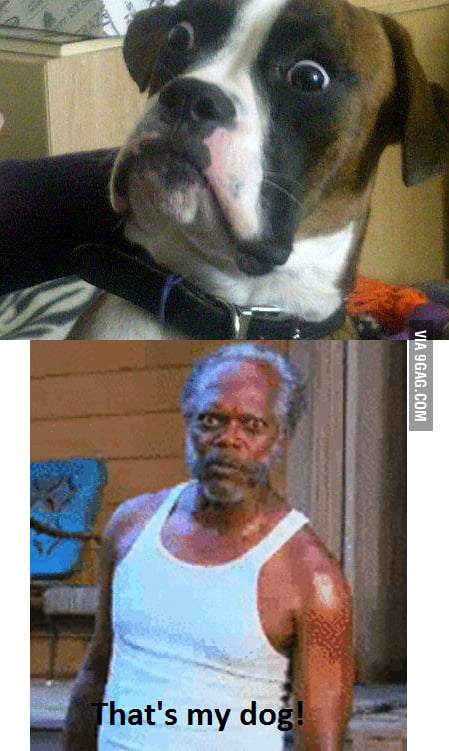 Samuel L. Jackson's dog - 9GAG