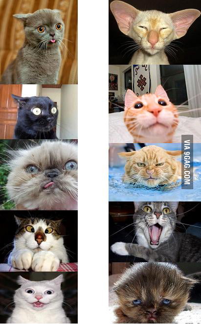 Just some epic cats - 9GAG